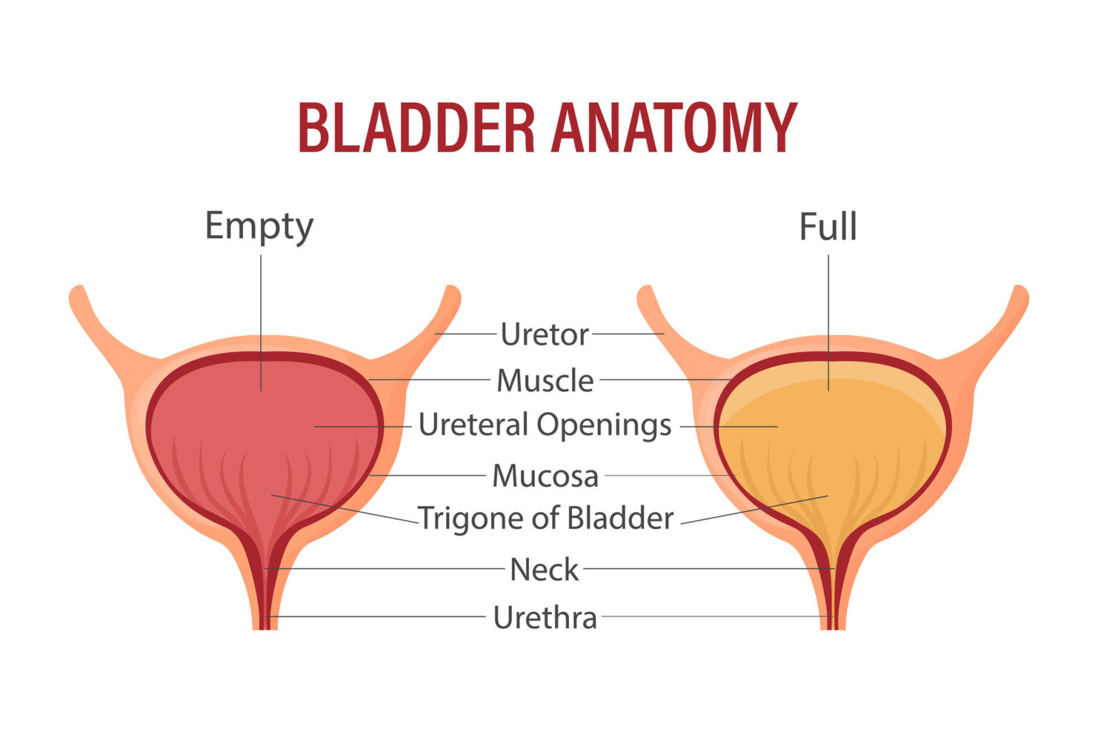 Urinary Bladder Infection Treatment In Nashik-Dr. Sudarshan Daga